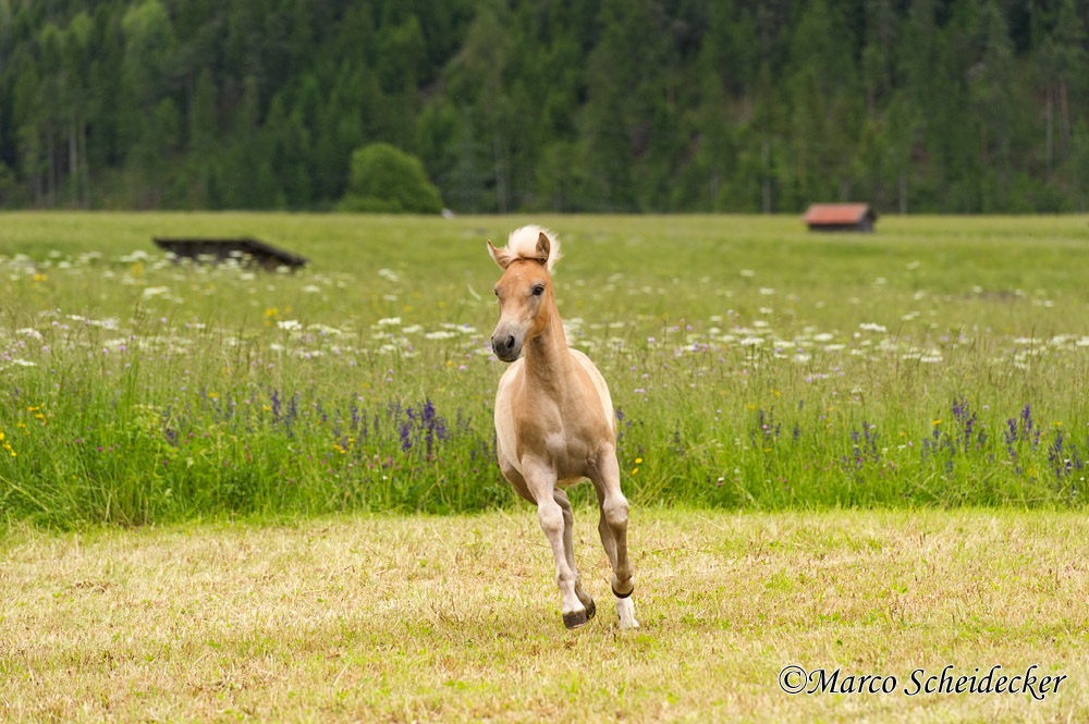 Haflinger Fohlen 2013 – Lindenhof Imst | Marco Scheidecker