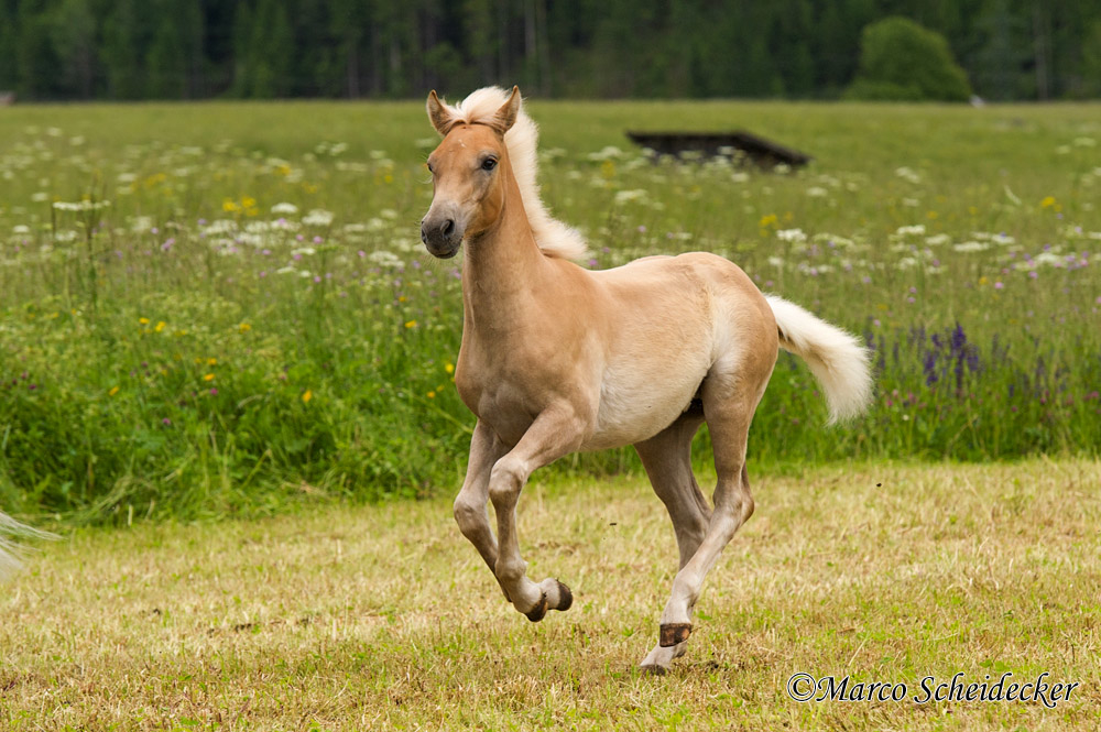 Haflinger Fohlen 2013 – Lindenhof Imst | Marco Scheidecker