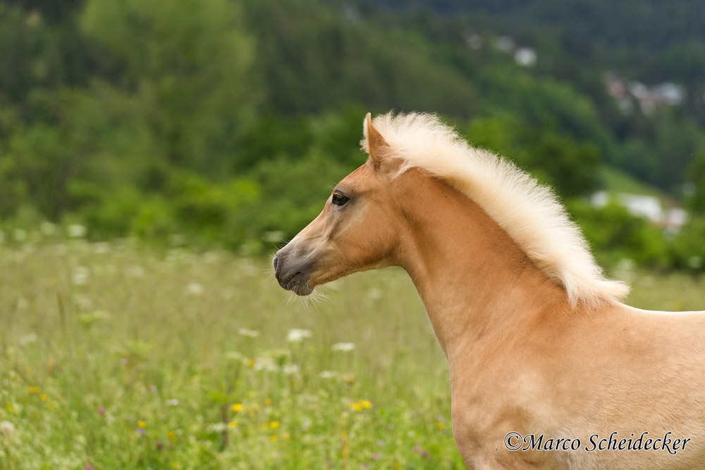 Haflinger Fohlen 2013 – Lindenhof Imst | Marco Scheidecker
