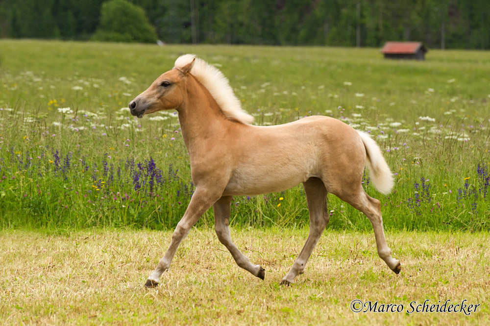 Haflinger Fohlen 2013 – Lindenhof Imst | Marco Scheidecker