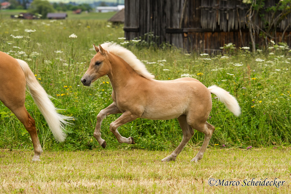 Haflinger Fohlen 2013 – Lindenhof Imst | Marco Scheidecker