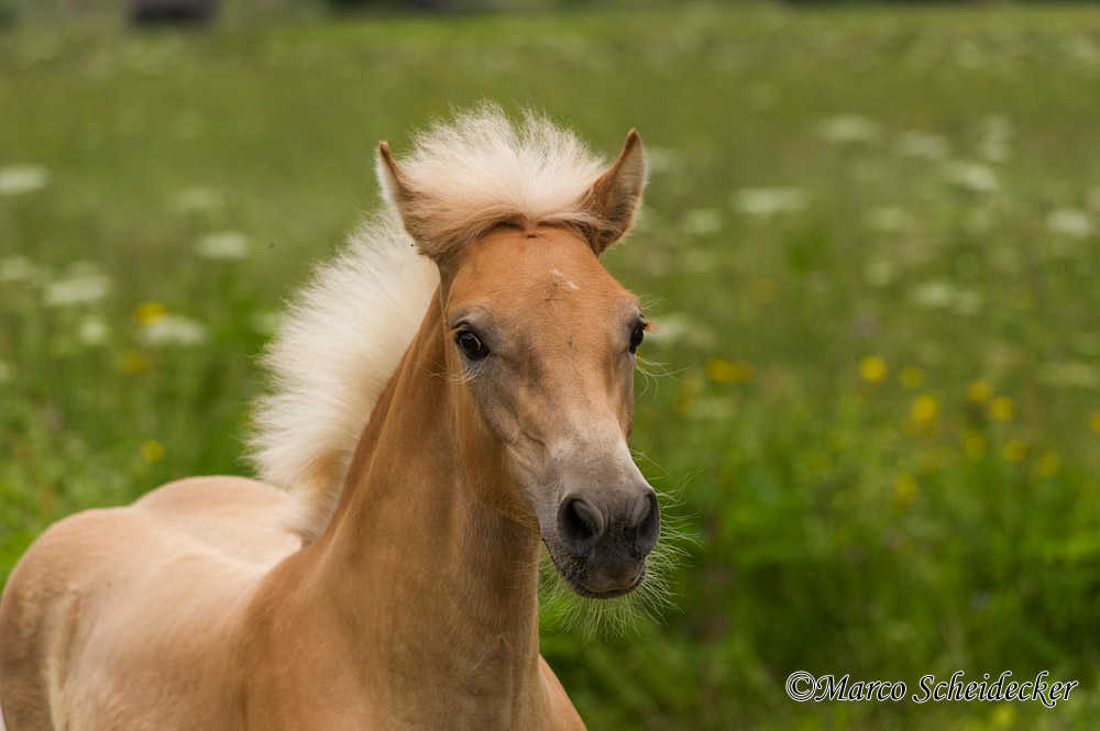 Haflinger Fohlen 2013 – Lindenhof Imst | Marco Scheidecker