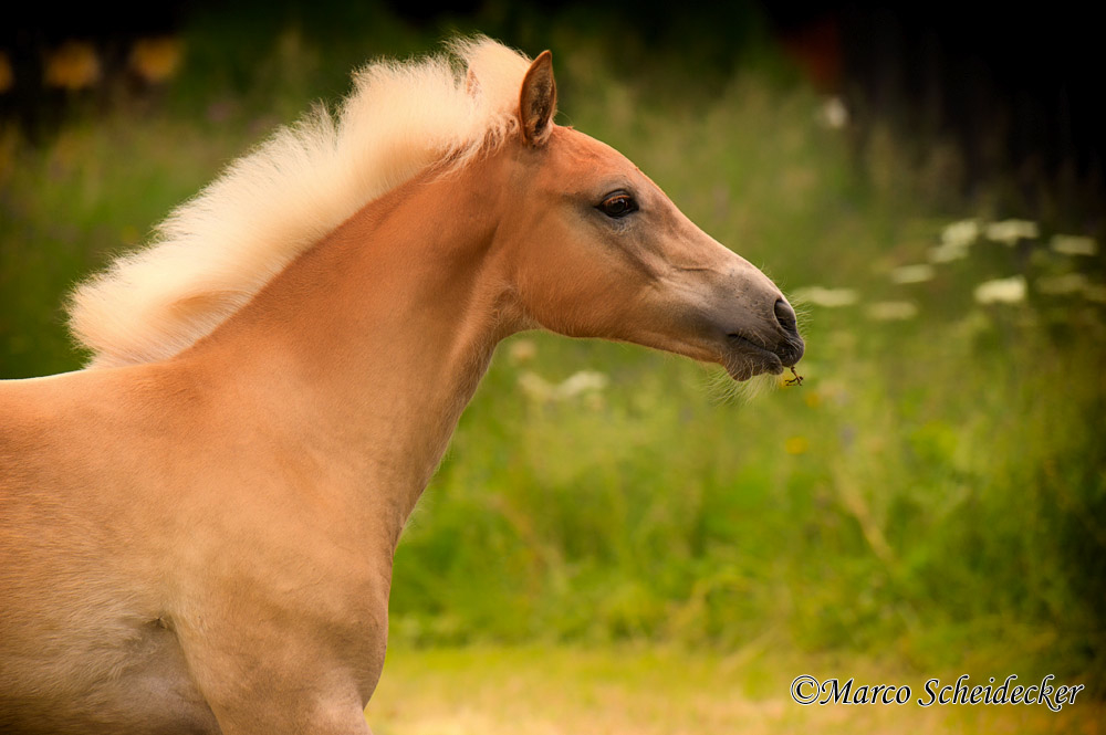 Haflinger Fohlen 2013 – Lindenhof Imst | Marco Scheidecker